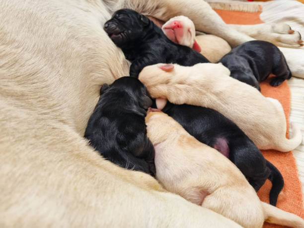 Lo que debes saber para alimentar a tu perrita embarazada - TQPETS